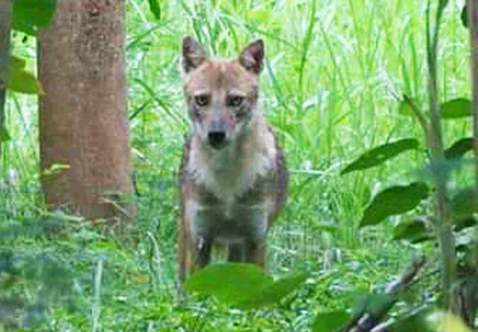 Jackal Attacks Villagers, One Critial